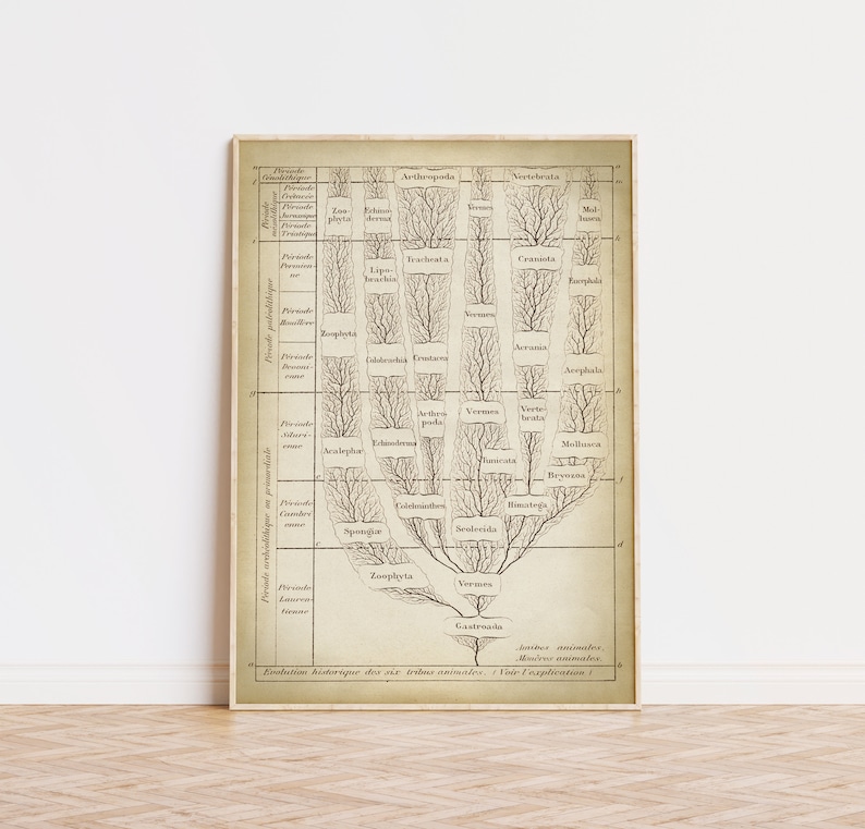 EVOLUTION TREE CHART Print Tree of Live Art Poster - Etsy