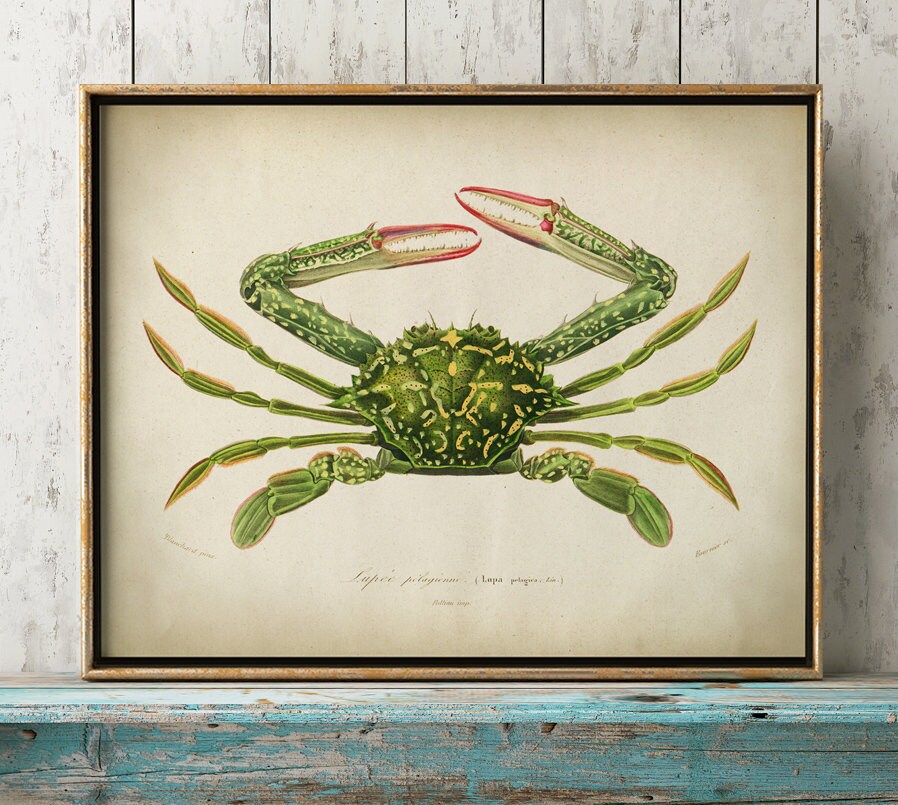 Sea life Print SET 3 Poster Crab Poster Lobster Print | Etsy