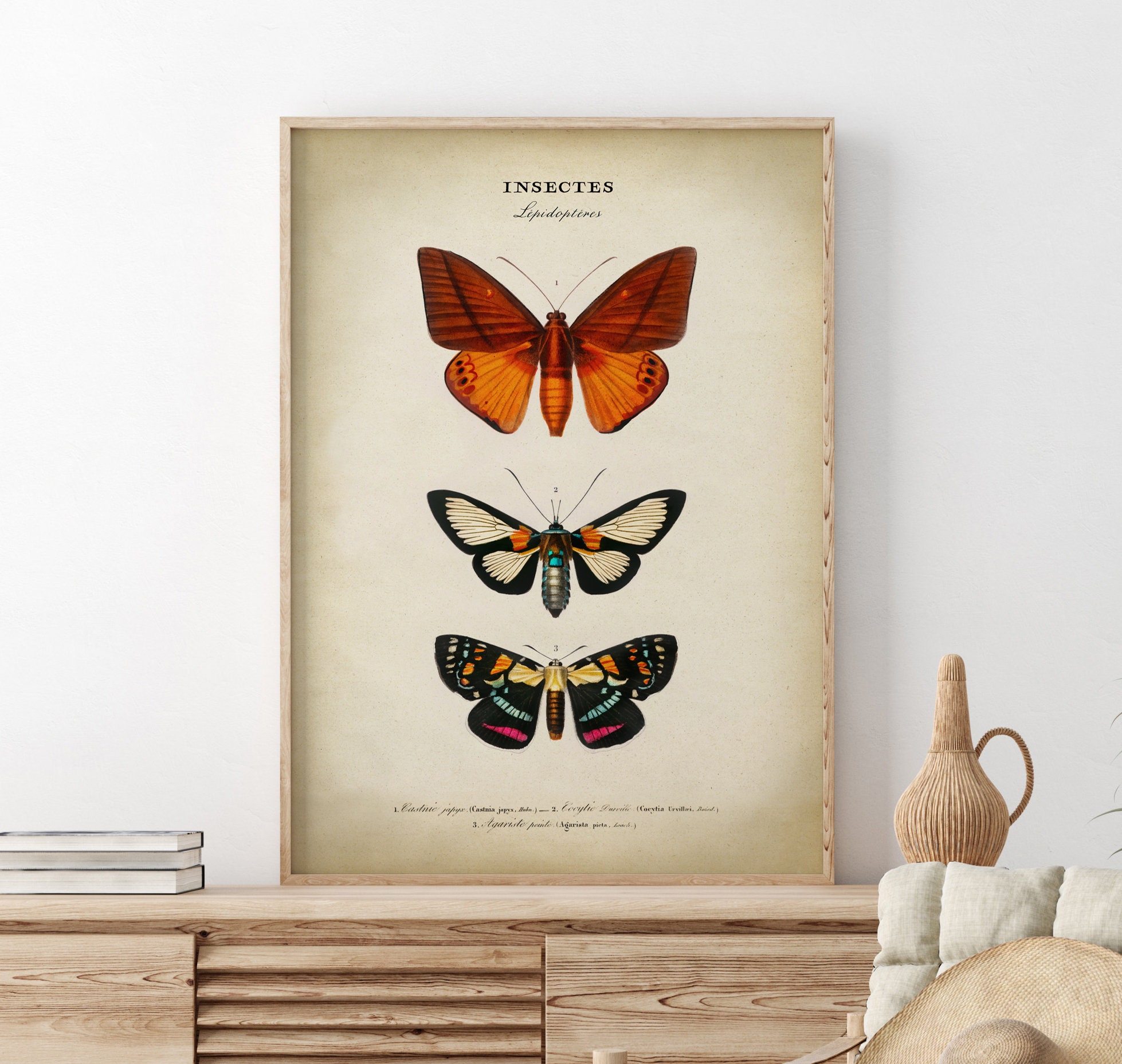 Butterflies Poster Lepidopteres Chart Insects Insectes | Etsy