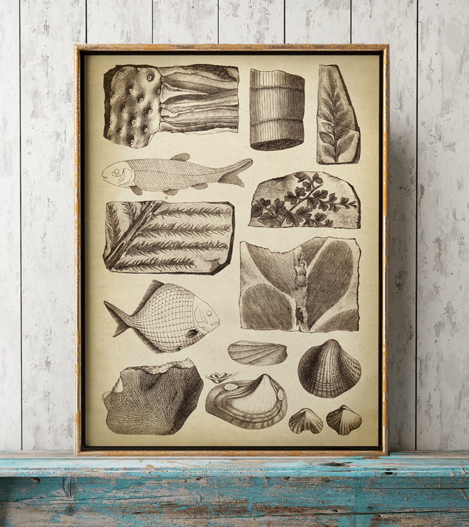 FOSSIL Print Set of 3 Mineral Vegetable and Animal Fossil - Etsy