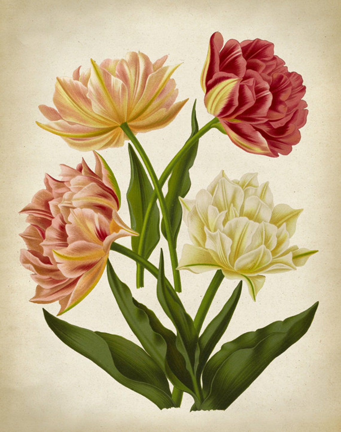 BOTANICAL Poster Tulip Flowers Print Tulips Botanical Print | Etsy