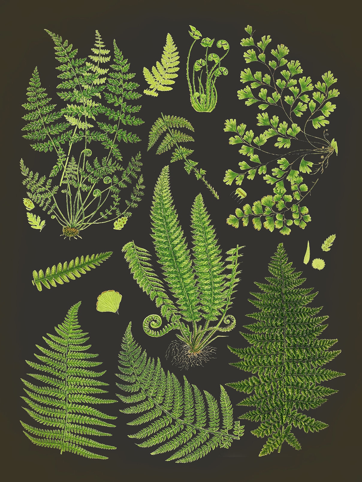 Botanical Fern Print. Scientific illustration Fern poster | Etsy