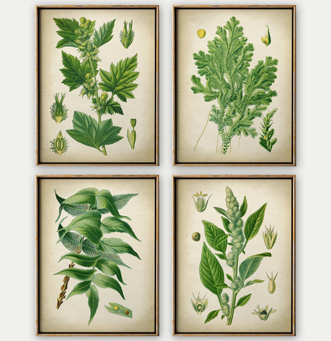 BOTANICAL Print SET of 4 Green Plants Prints Flower | Etsy