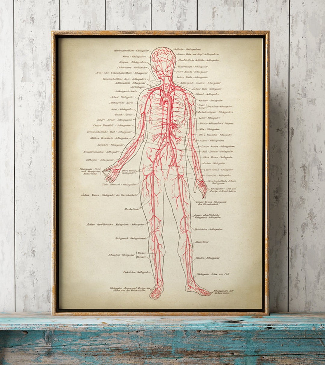 Anatomy Print: Circulatory System, Medical Wall Art - Etsy