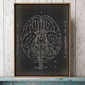 ANATOMY PRINT Set of 2 Anatomical Chart of the Brain Brain - Etsy