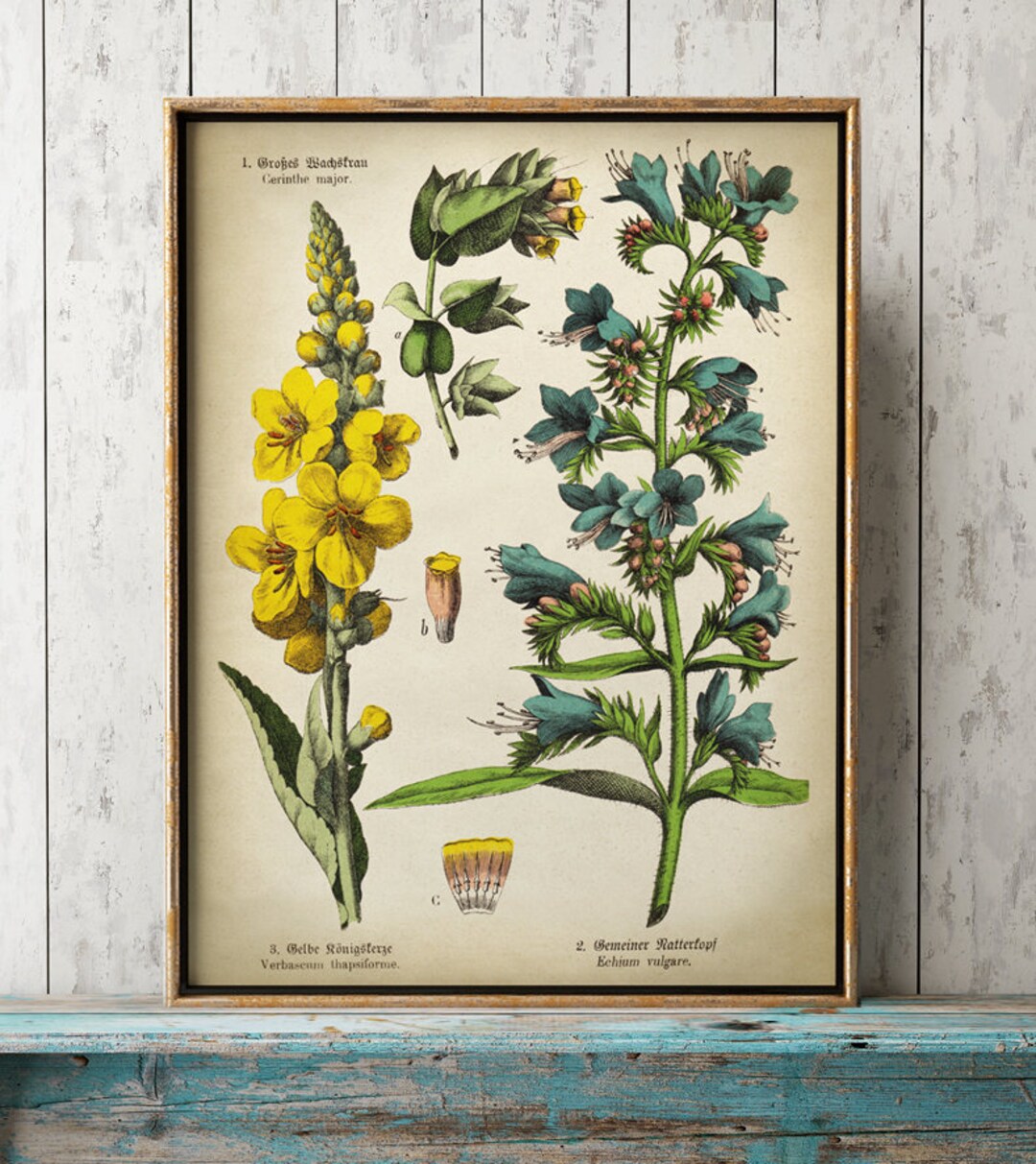 Botanical Poster, Flower Print, Medicinal Plants and Flowers Print ...
