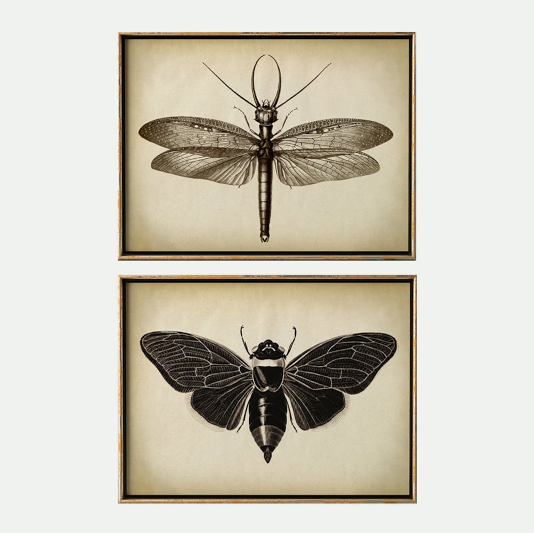 Antique Insect Print SET: Entomology Art, Moth & Butterfly Posters ...