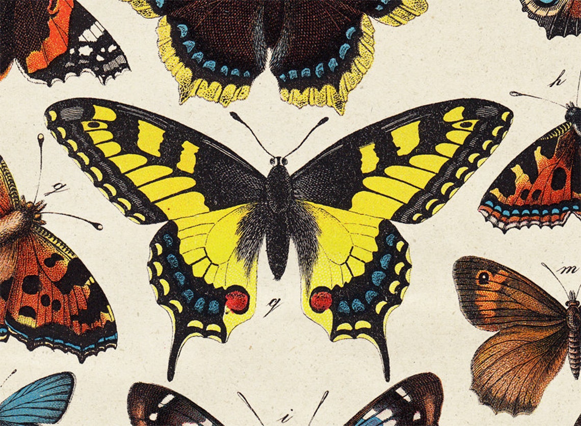 Butterfly Poster Butterfly Print Butterflies Wall Decor | Etsy