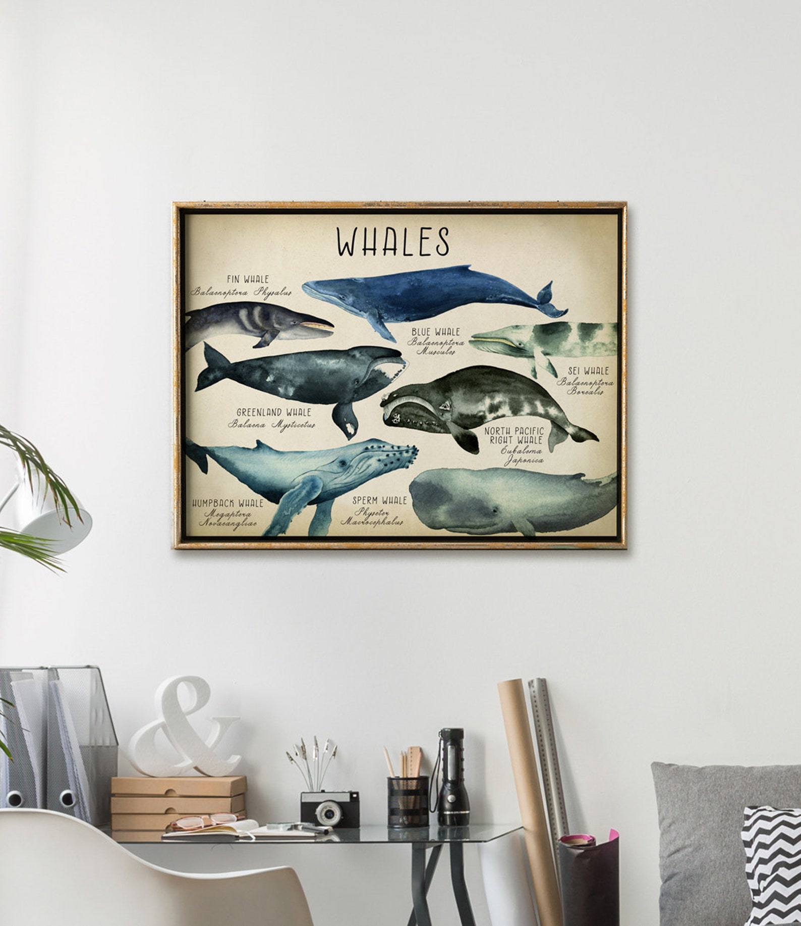 WHALES Art Print Watercolor Whale Poster Whale Breeds - Etsy
