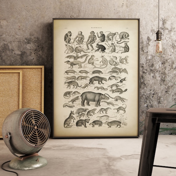 Mammals Chart Poster Old Wild Animals Scientific - Etsy