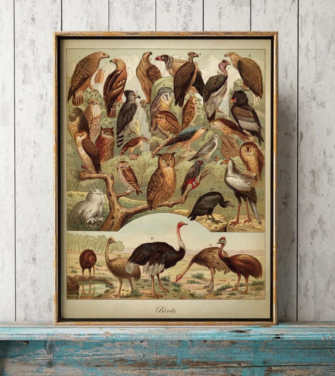 BIRD Chart Bird Poster Bird Print Owl Print Bird Species - Etsy