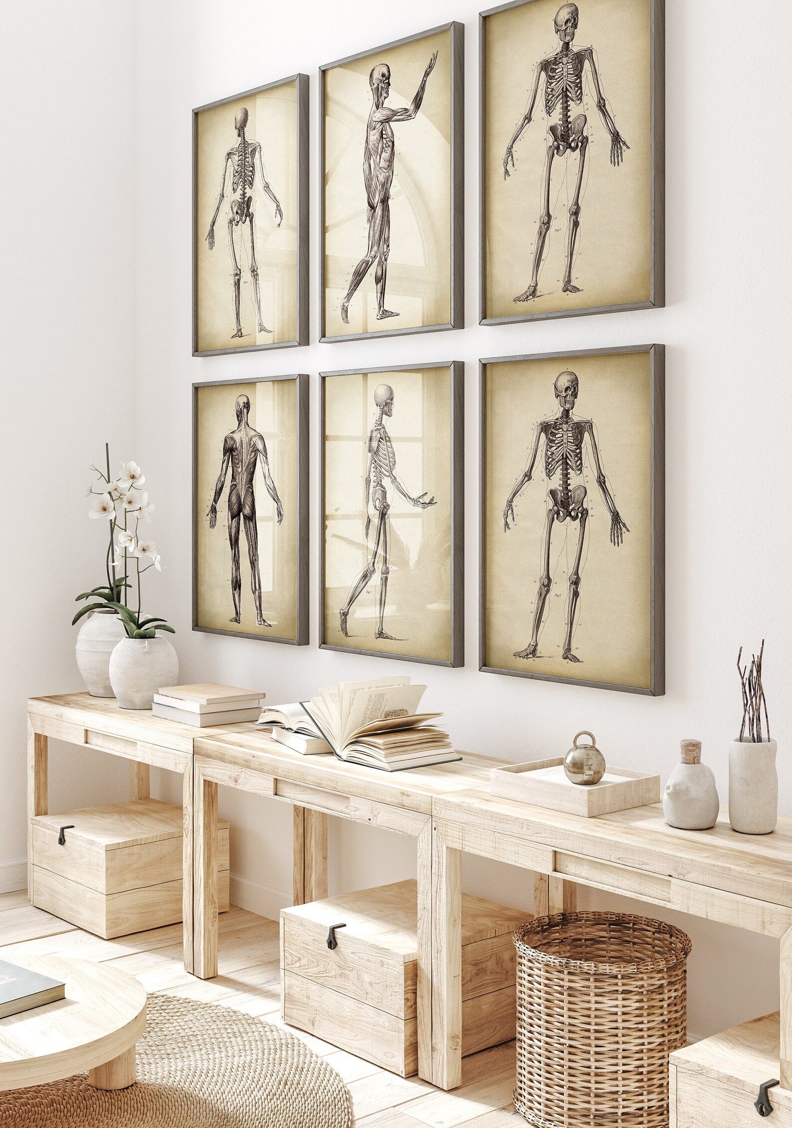Anatomy Print Set of 6 Art Prints Gallery Wall of Vintage - Etsy