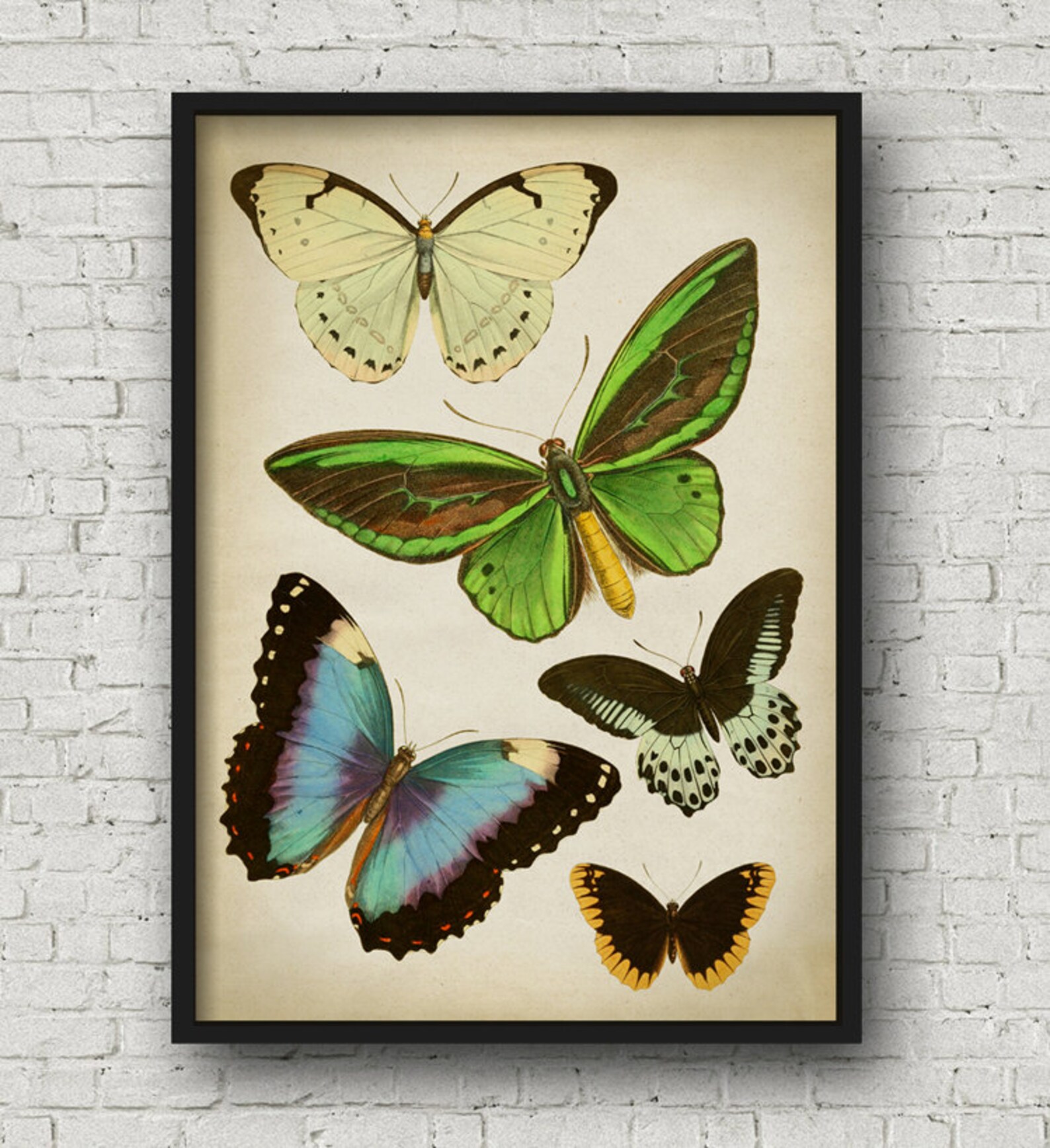 Butterfly Print Butterfly Poster Butterflies Wall Decor - Etsy