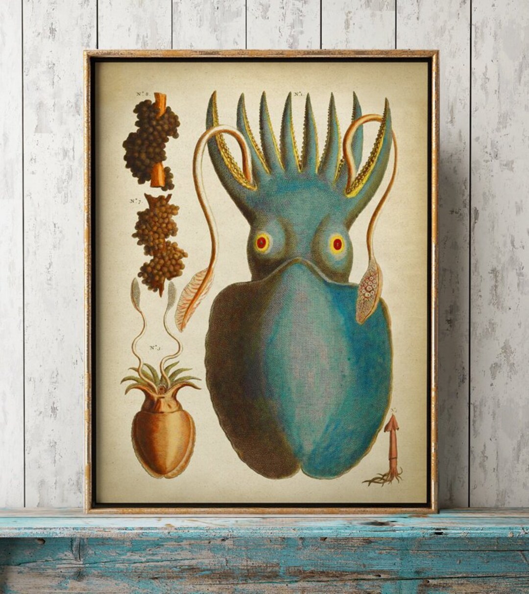 Squid Cuttlefish Print: Vintage Marine Life Nautical Art - Etsy
