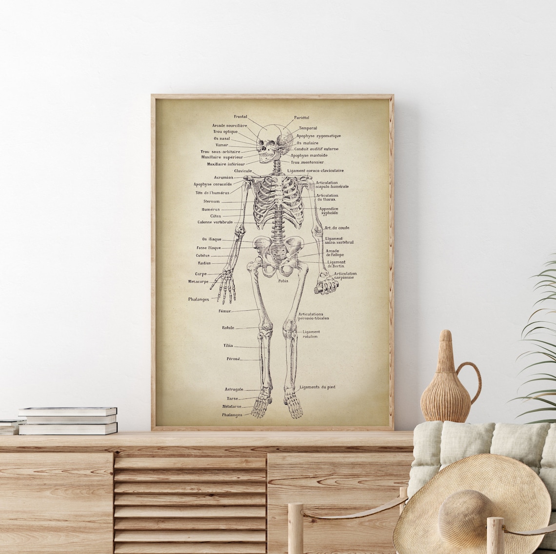 Anatomy Print SET of 2 Anatomical Poster Muscles and | Etsy