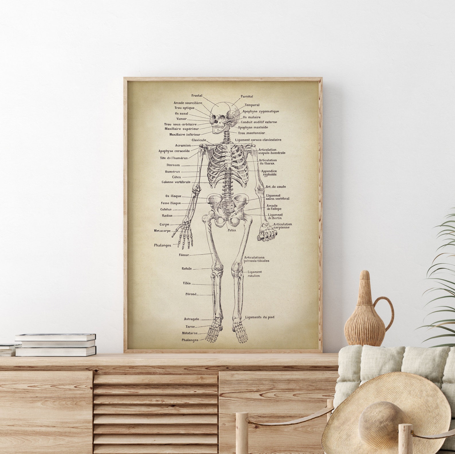 Anatomy Print SET of 2 Anatomical Poster Muscles and - Etsy