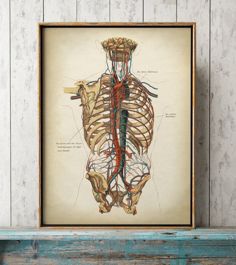 ANATOMY PRINT Rib Print Anatomical Drawing Anatomy Poster - Etsy