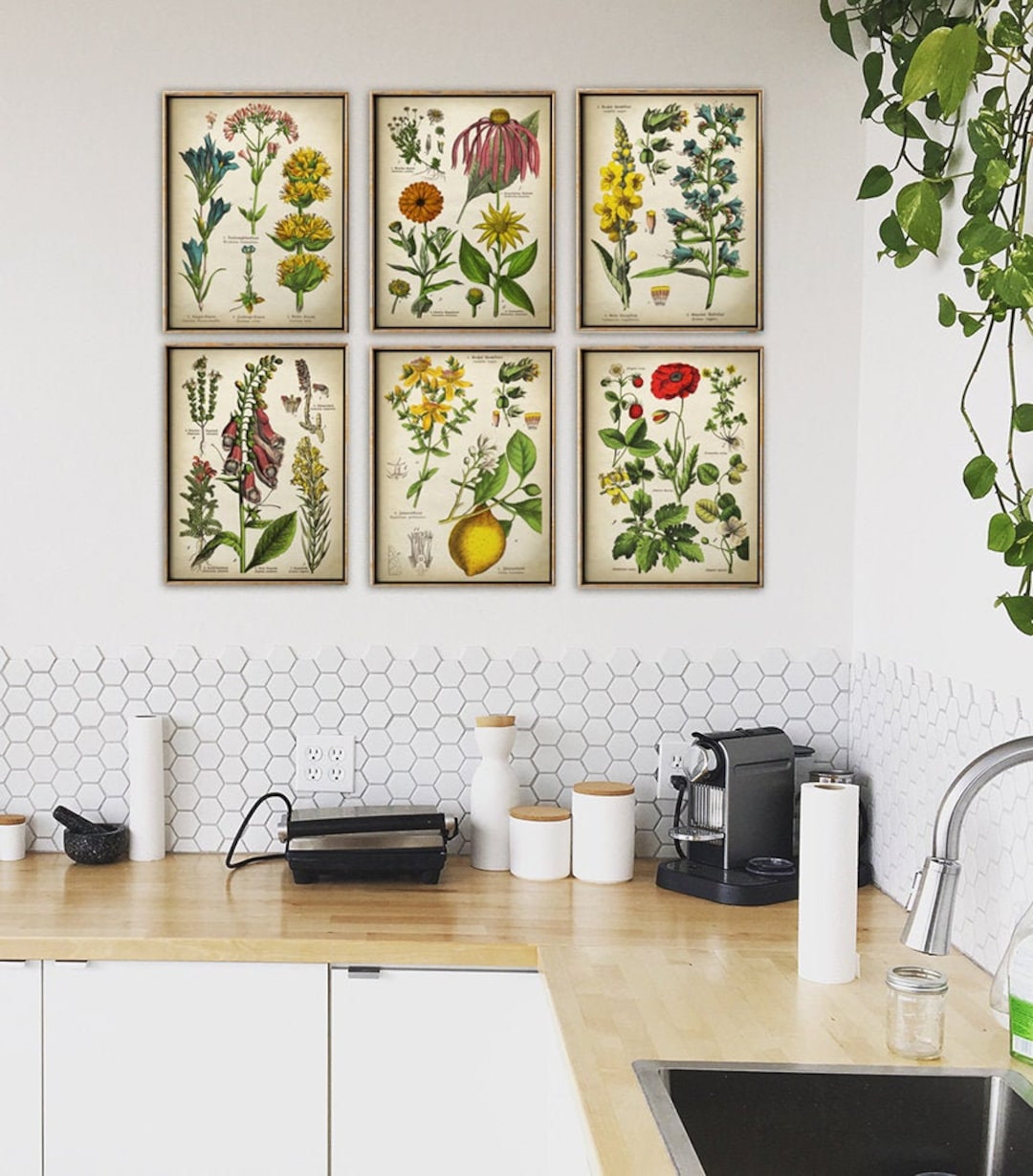 BOTANICAL Wall Art Poster Set of 6 Art Prints, Medicinal Plants ...