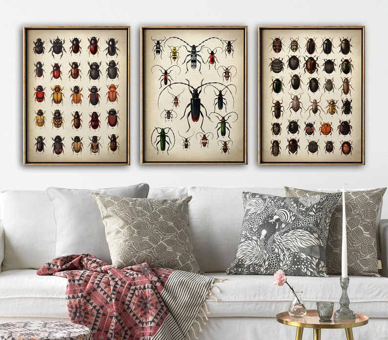 BEETLE INSECT PRINT Set of 3 Beetle Posters Insect Print - Etsy
