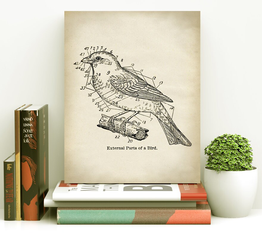 Scientific Bird Print Bird Chart Art Ornithology Bird - Etsy