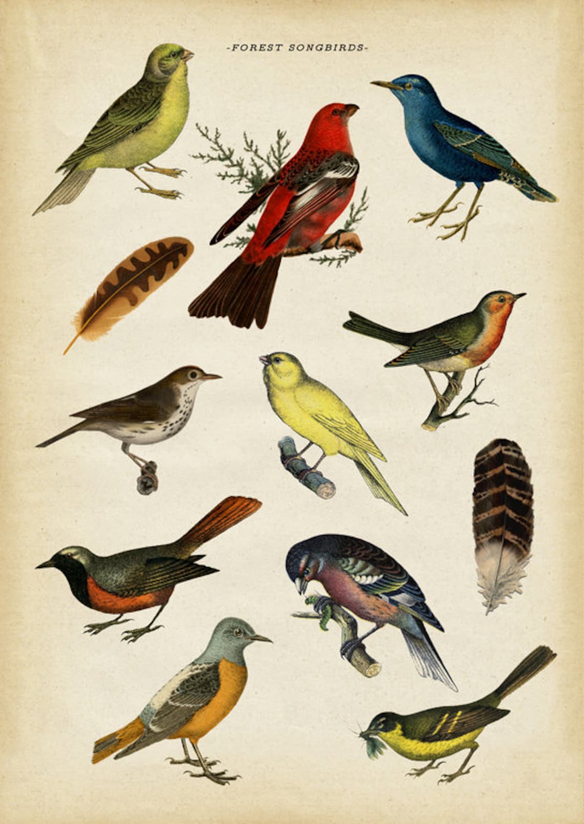 Bird poster birds print bird chart study poster bird art | Etsy