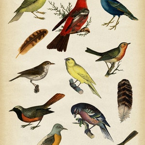 Bird Poster, Birds Print, Bird Chart Study Poster, Bird Art, Poultry ...