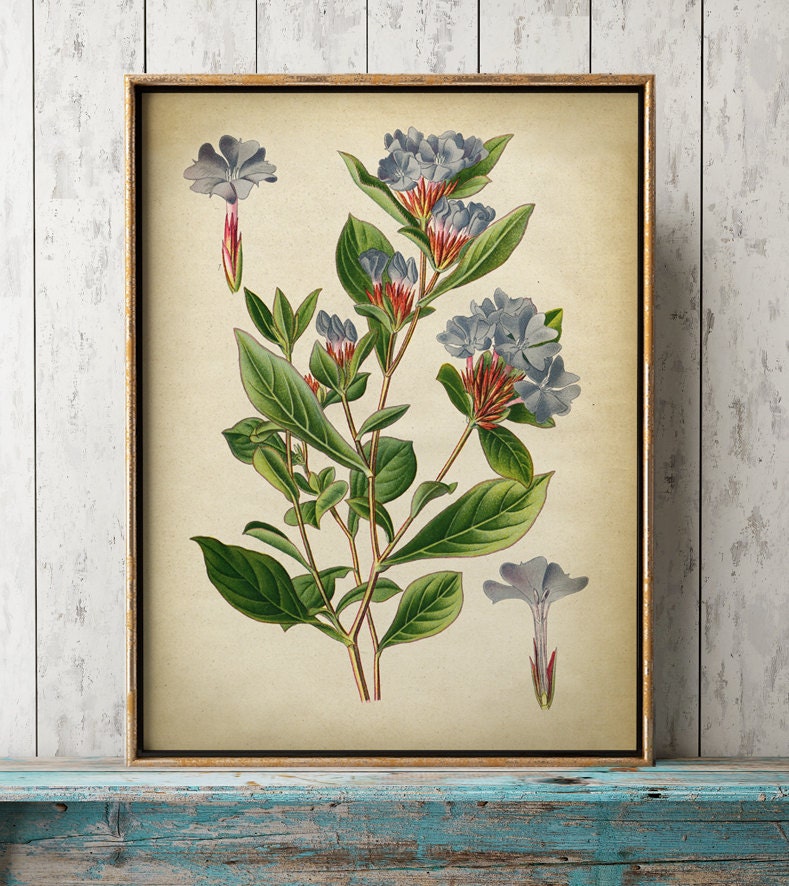Botanical Print Set of 3 Flower Print Set Botanical Poster - Etsy