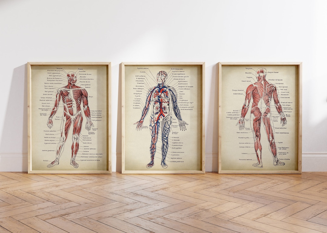Anatomy Print SET of 3, Anatomical Poster, Muscles and Circulatory ...