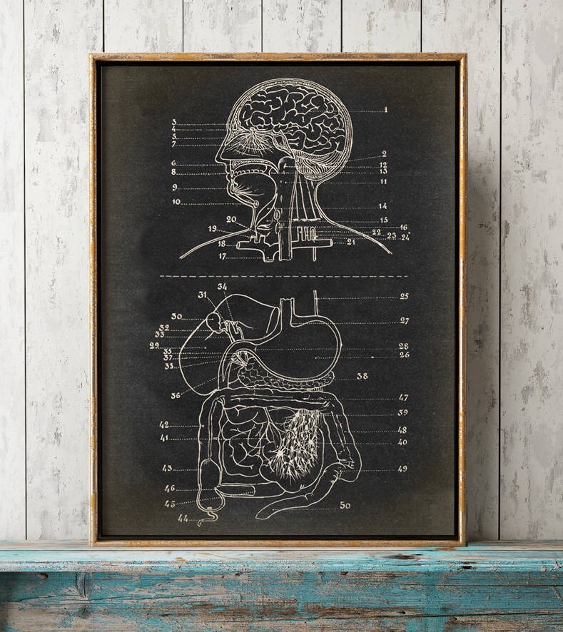 ANATOMY POSTER Digestive System Print Chart Anatomical | Etsy