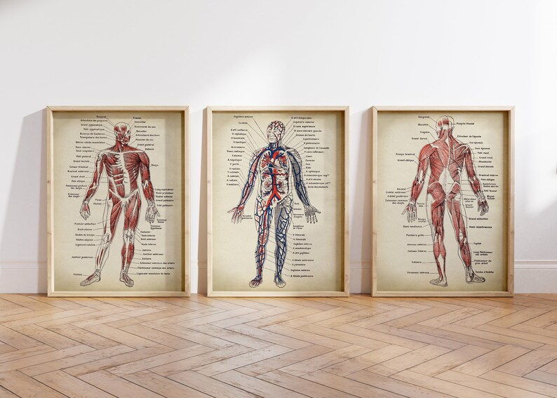 Anatomy Print SET of 3 Anatomical Poster Muscles and - Etsy
