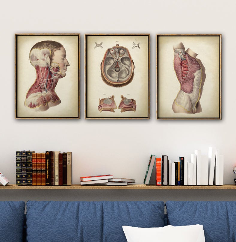ANATOMY Print SET of 3 Anatomical Poster Head Print Cranium | Etsy