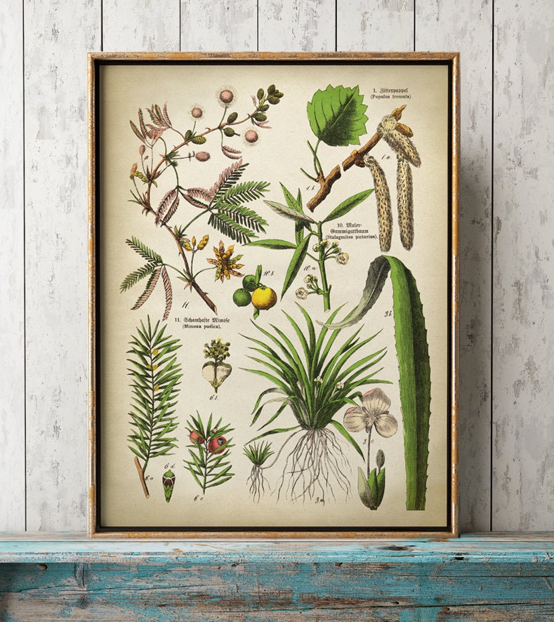 BOTANICAL Print Set of 3 Botanical Set Flower Print Set of | Etsy