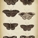 Butterfly Poster, Butterfly Print, Butterflies Illustration, Scientific ...