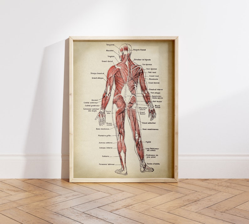 Anatomy Print SET of 3 Anatomical Poster Muscles and - Etsy