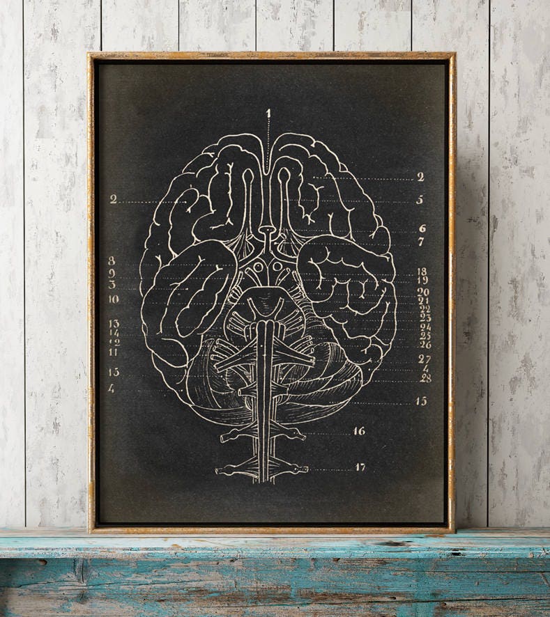 BRAIN Anatomy POSTER Brain Chart Scientific Illustration - Etsy