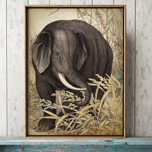 Vintage ANIMALS PRINT Set of 4, Wild Jungle Animals Poster, Lion ...
