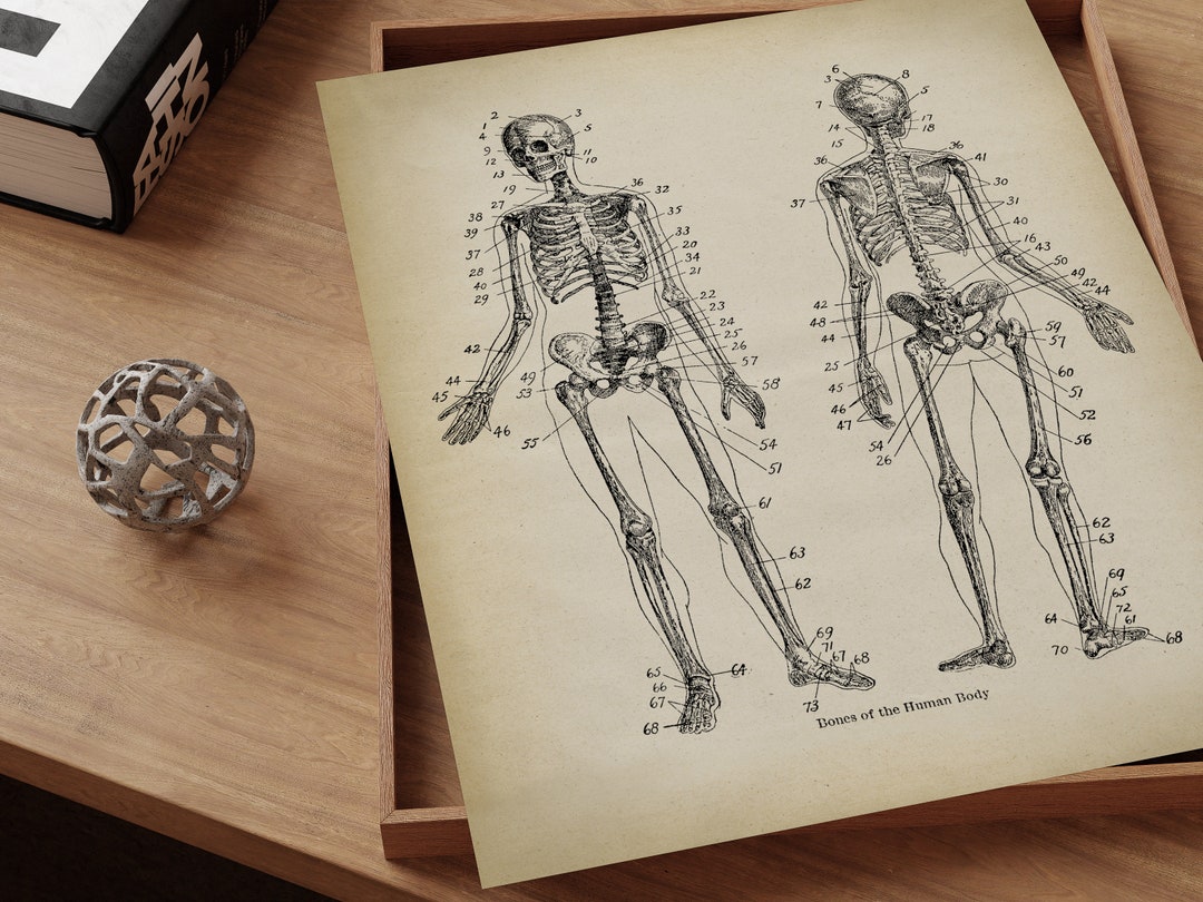 Human Anatomy Print, Skeleton Poster, Bones, Medical Wall Art, Doctor ...