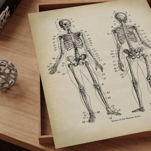 Human Anatomy Print, Skeleton Poster, Bones, Medical Wall Art, Doctor ...