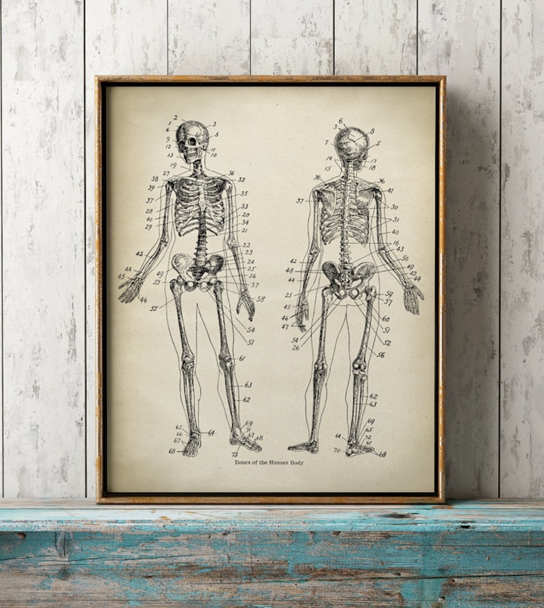 Human Anatomy Print Skeleton Poster Bones Medical Wall Art - Etsy