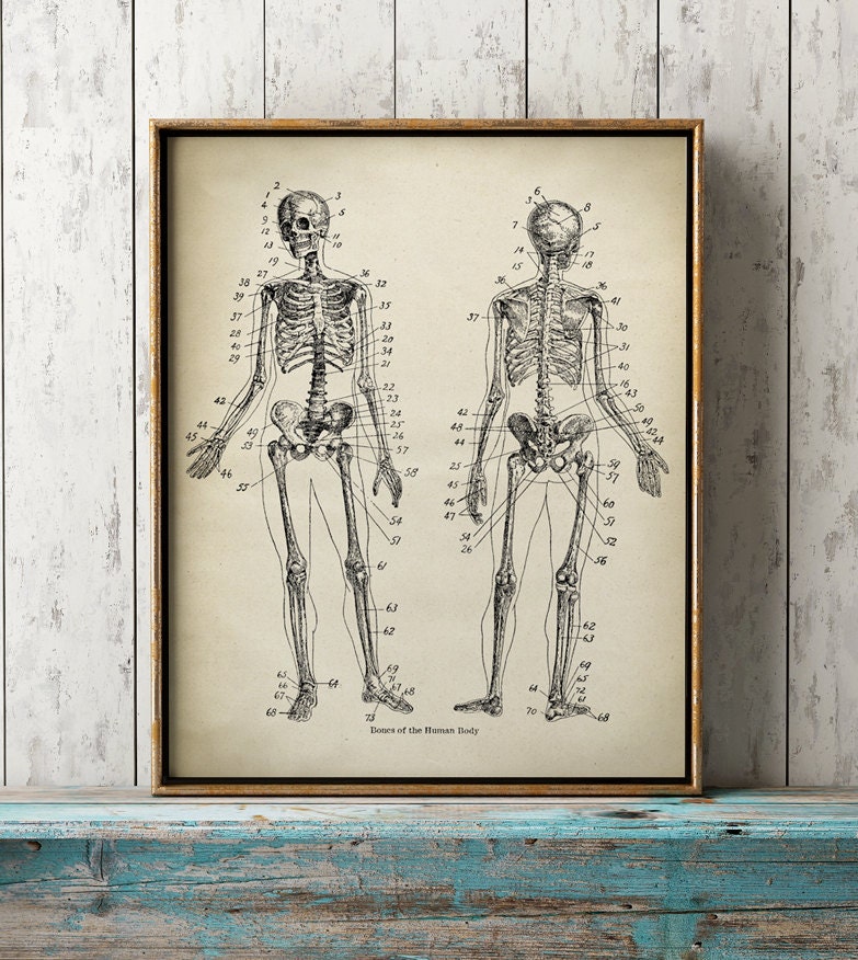 Human Anatomy print skeleton poster bones medical wall | Etsy