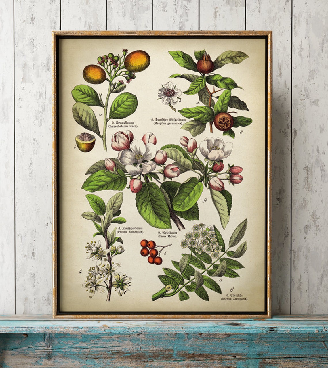 Botanical Print SET of 12 Art Prints Medicinal Plants - Etsy