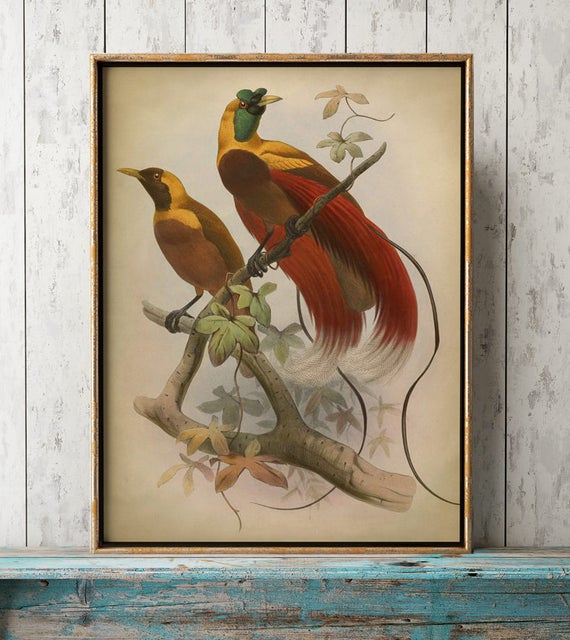 Paradisebirds Custom Sets