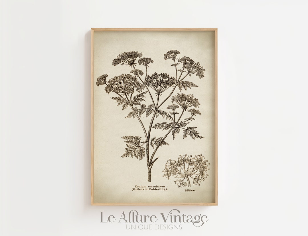Poisonous Plant Print, Pencil Drawing Sketch Print, Vintage Flower ...