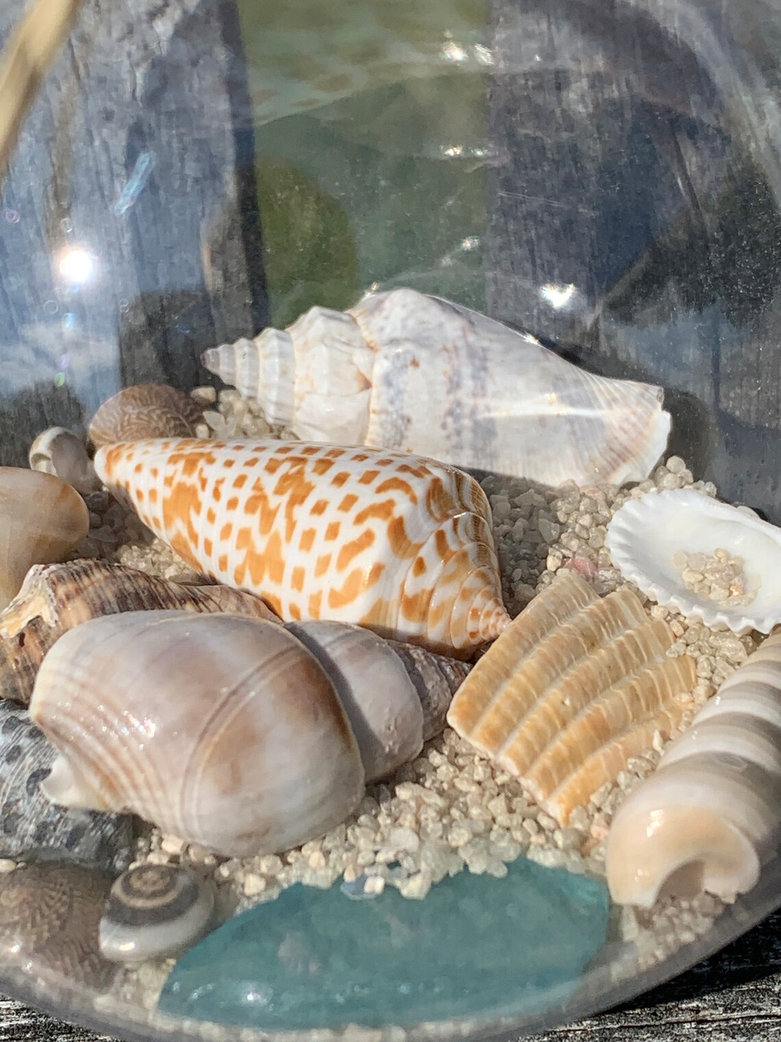 Seashell Globe Ornament / Coastal Christmas Home Decor Accent - Etsy