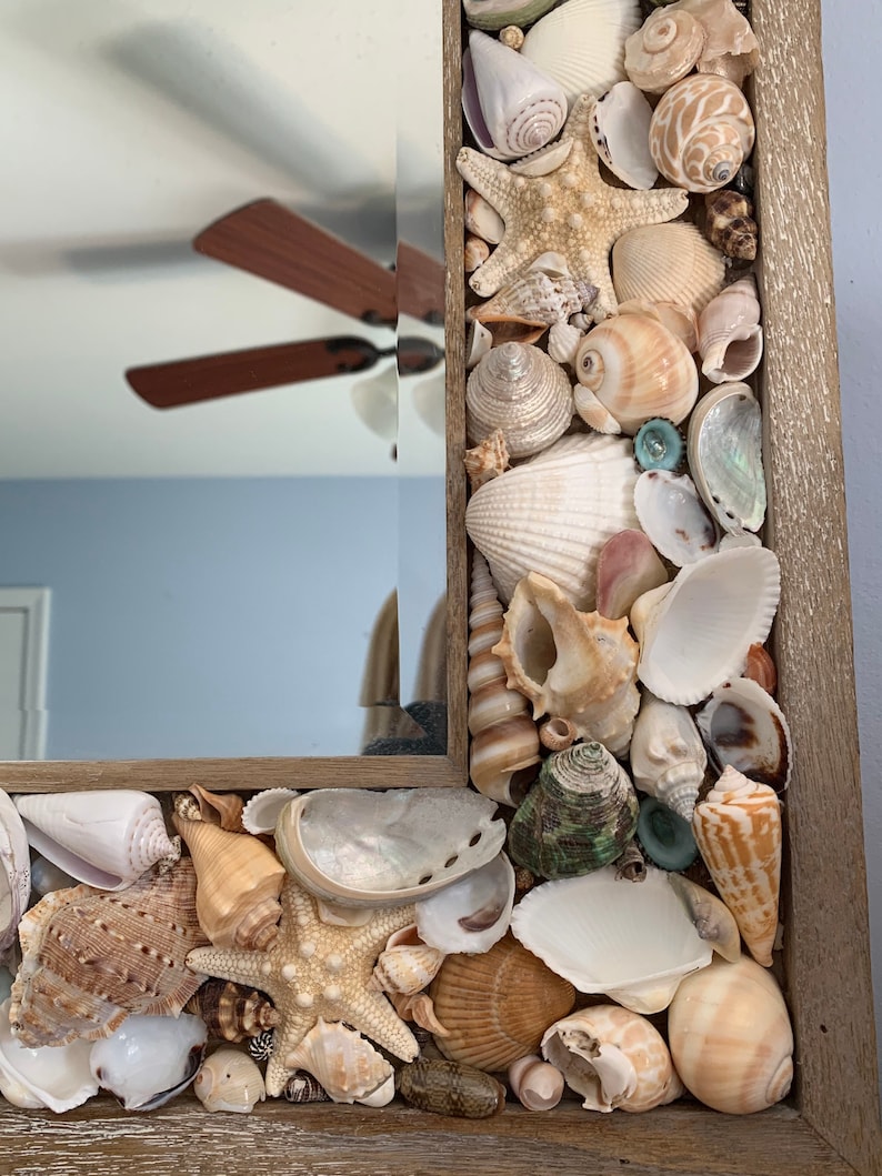 Large Seashell Mirror / Mirror With Seashell Frame / Coastal - Etsy