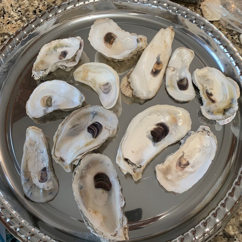 Oyster Shells Bulk - Etsy