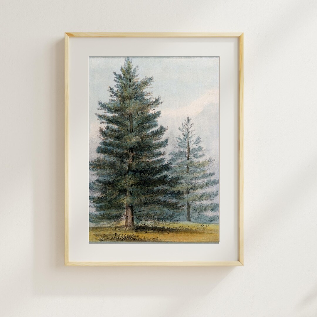 Vintage Pine Lithograph, Tree Art, Vintage Pine Art Printable, Rustic ...