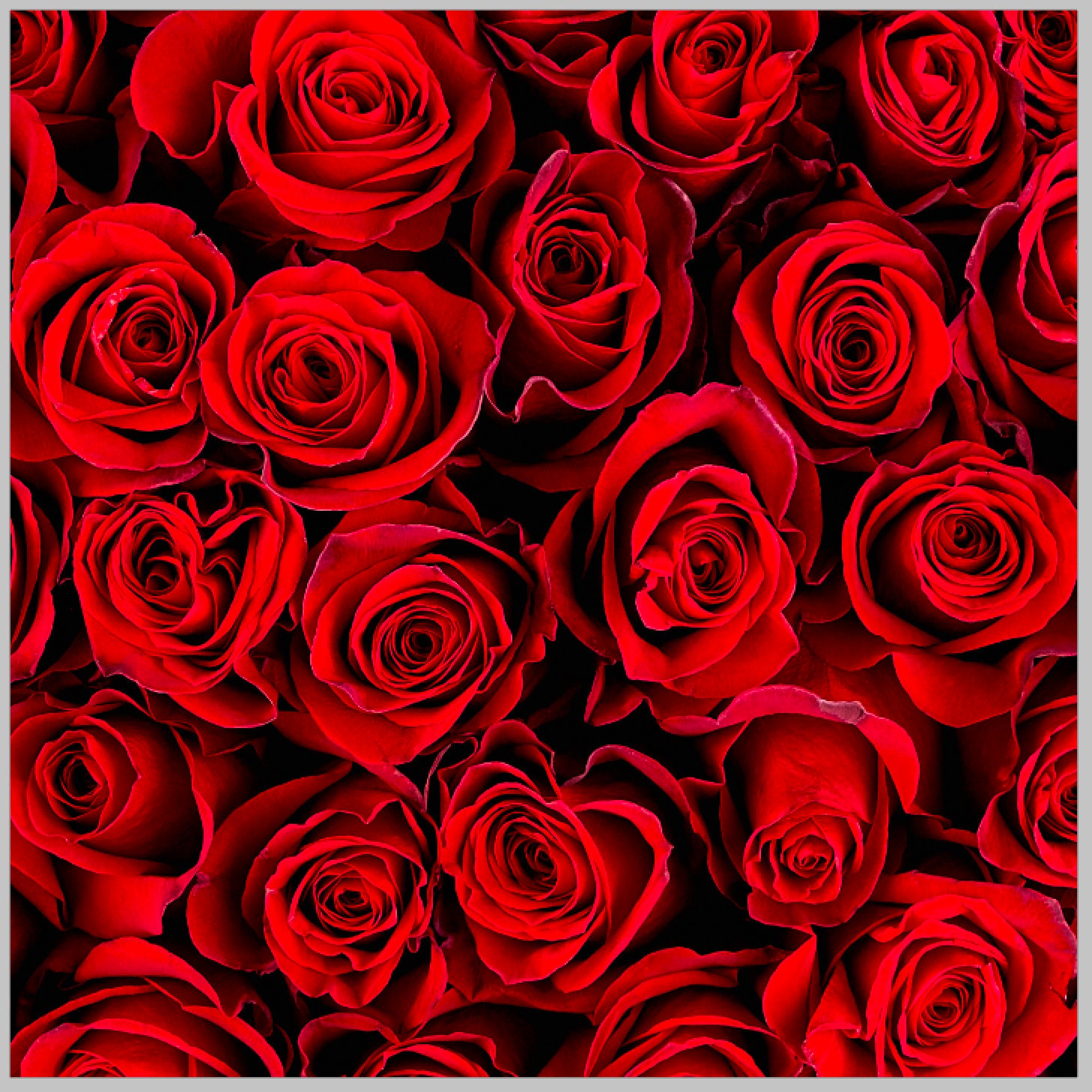 Printed HTV PINK ROSES Heat Transfer Vinyl Pattern 12 X 8 Inch | Etsy