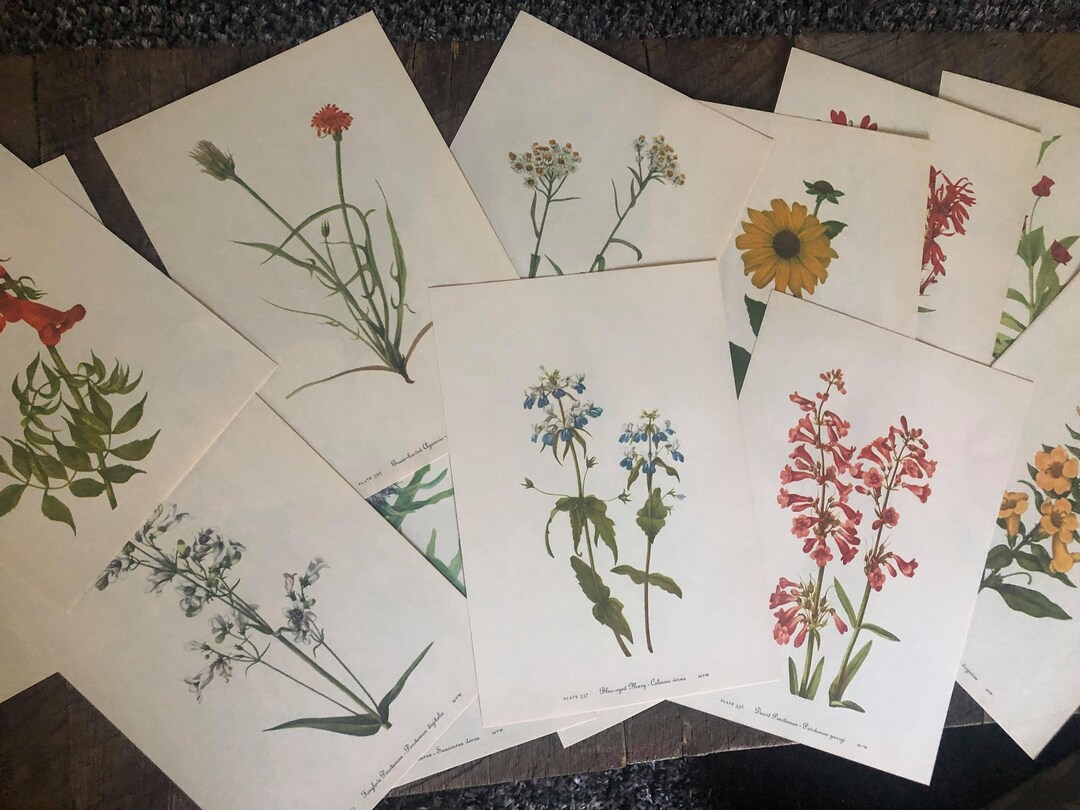 Assortment of 13 Botanical Pages, Vintage Double Sided, Wildflower ...