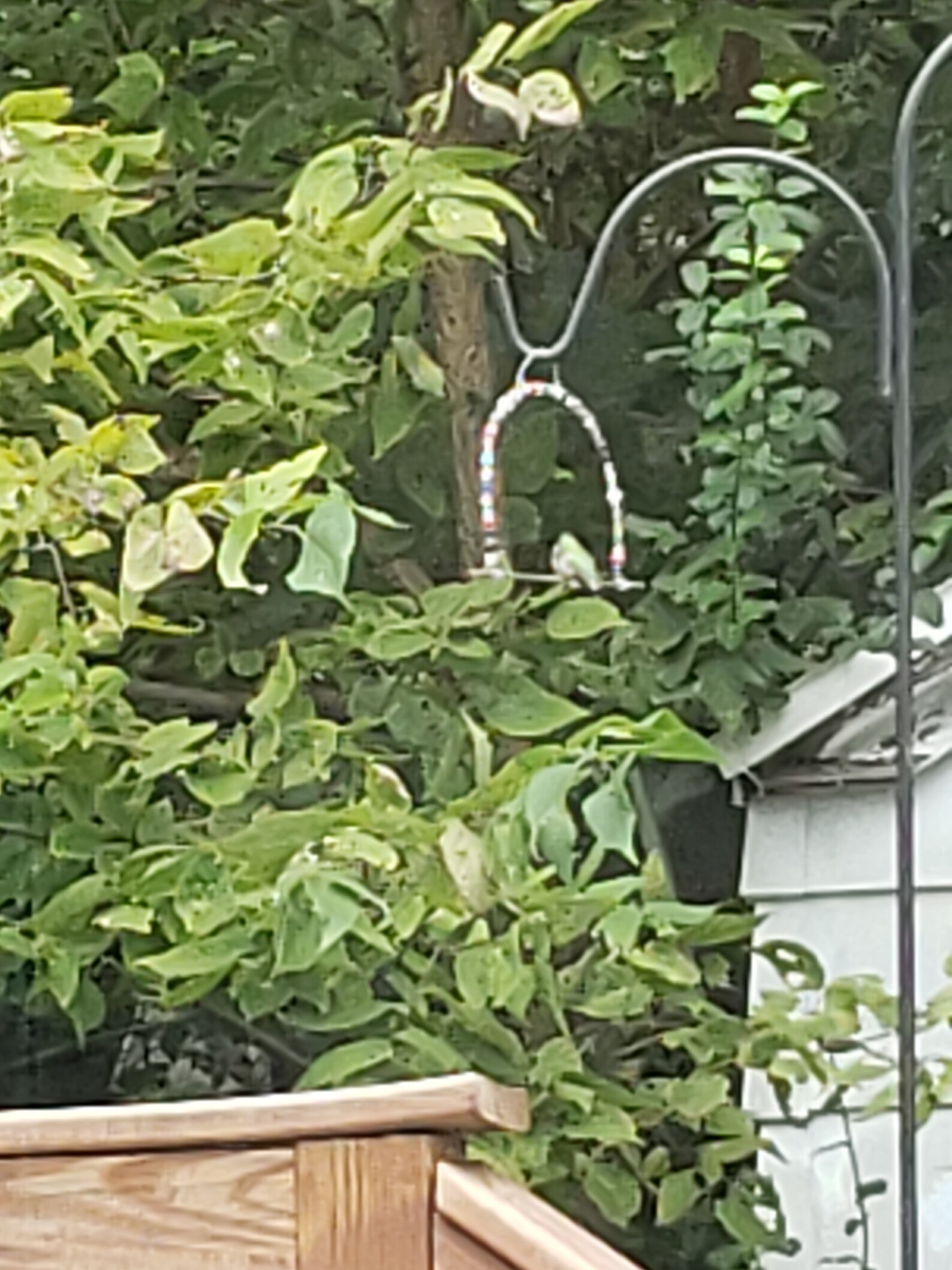 Set of 2 Hummingbird Swings Perches GREAT GIFT See Video - Etsy